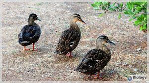 Population Definition and Examples - Biology Online Dictionary