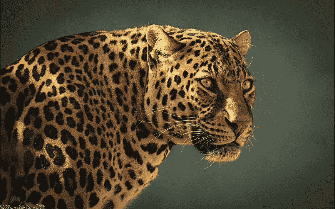 Polymorphism - Definition and Examples - Biology Online Dictionary