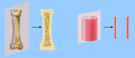Longitudinal Section Anatomy 1: Anatomy Of The Spinal Cavity. (a)