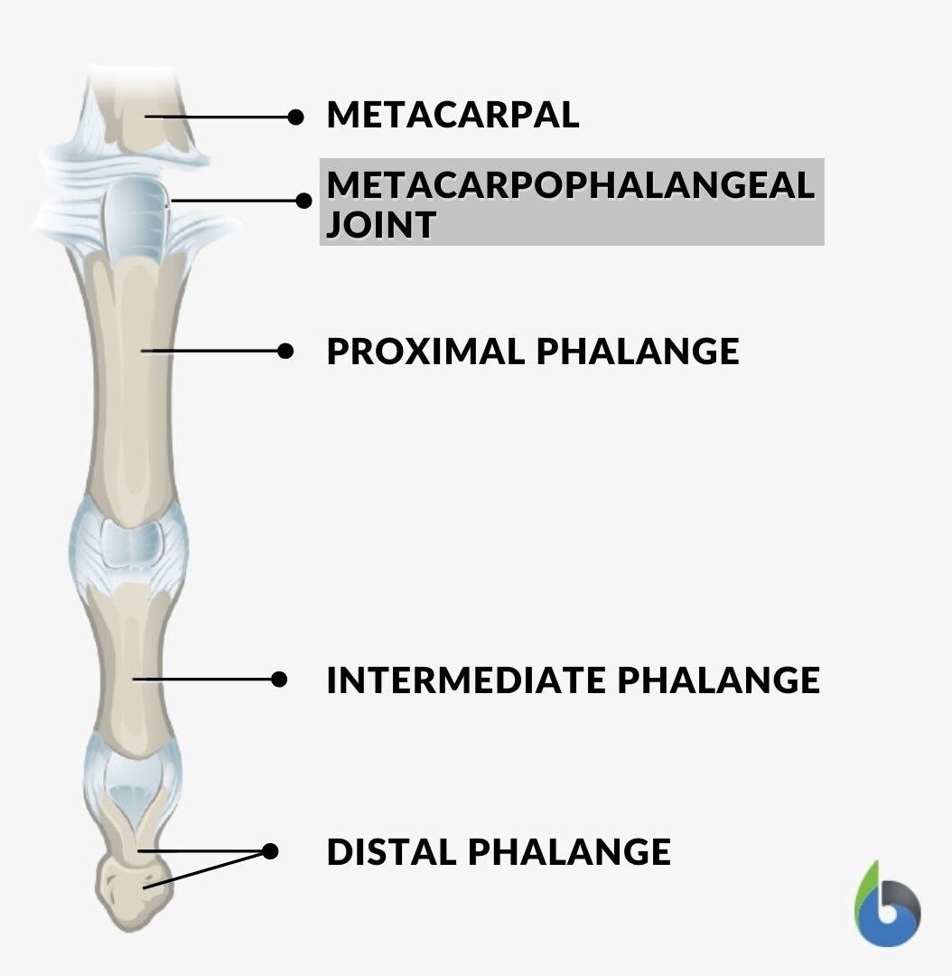 Condyloid Joint Knee