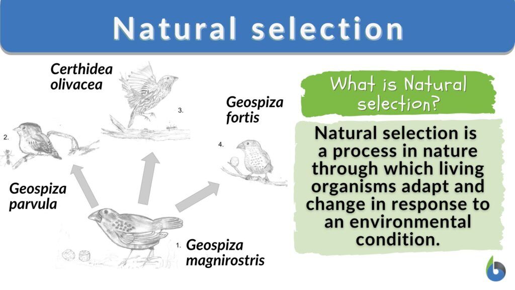 Natural selection - Biology Online Dictionary
