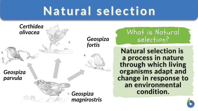 Natural selection - Biology Online Dictionary