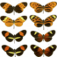 Polymorphism - Definition and Examples - Biology Online Dictionary