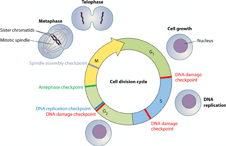 Interphase G1 Labeled
