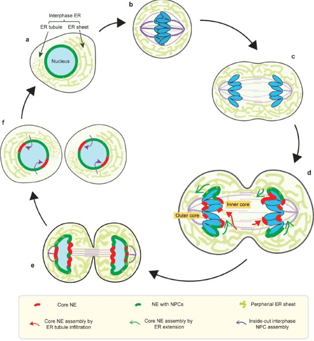 Stages Of Interphase Diagram The Cell Cycle Interphase & Mitosis