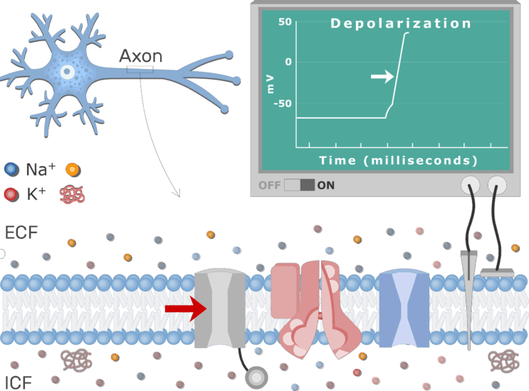 Depolarization Action Potential Neuron Psychology Neuroscience: A