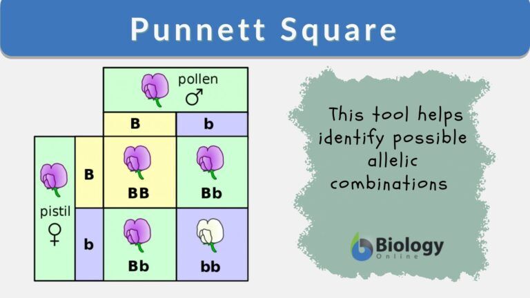 Codominant Punnett Square NAME: DATE: