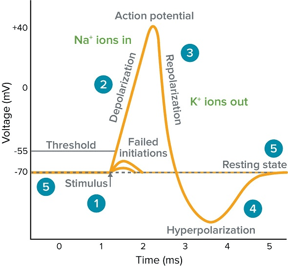 Repolarization And Depolarization