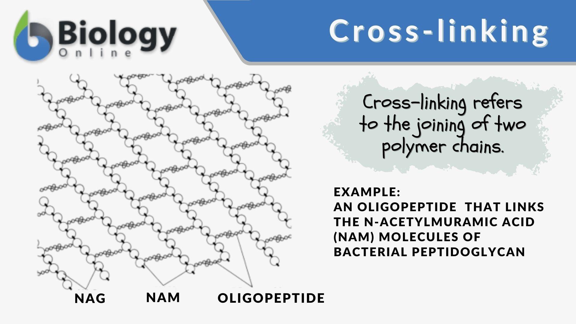 Cross-linking - Definition and Examples - Biology Online Dictionary