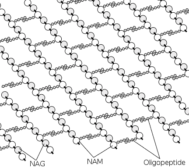 Cross-linking - Definition and Examples - Biology Online Dictionary