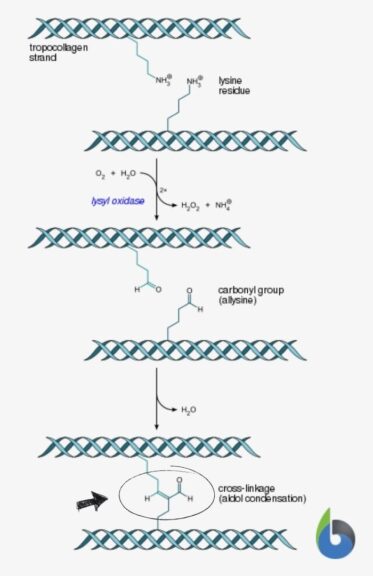 Cross-linking - Definition and Examples - Biology Online Dictionary