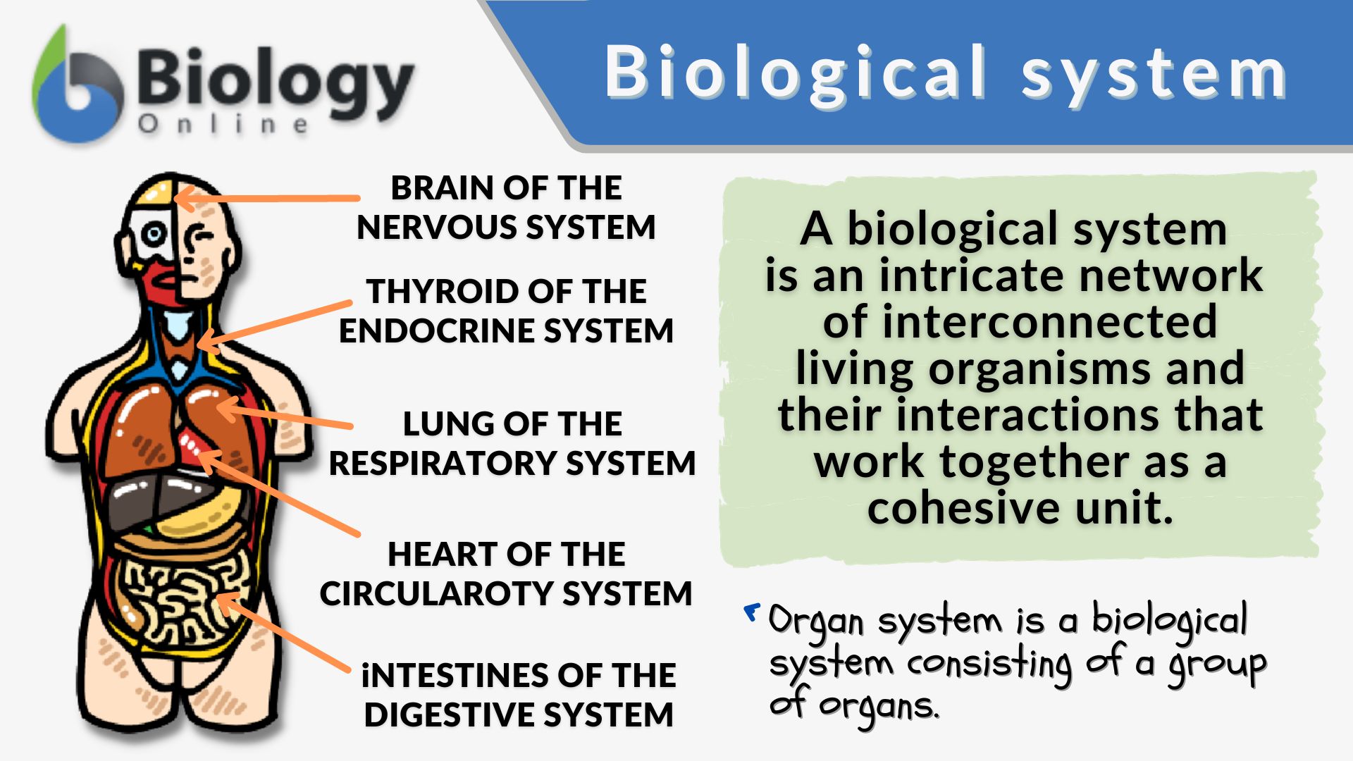Biological system - Definition and Examples - Biology Online Dictionary