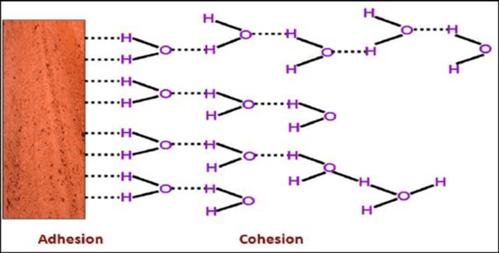 Adhesion Definition
