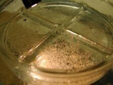 Plankton - Definition and Examples - Biology Online Dictionary