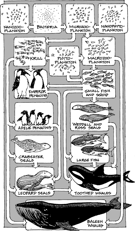 Plankton - Definition and Examples - Biology Online Dictionary