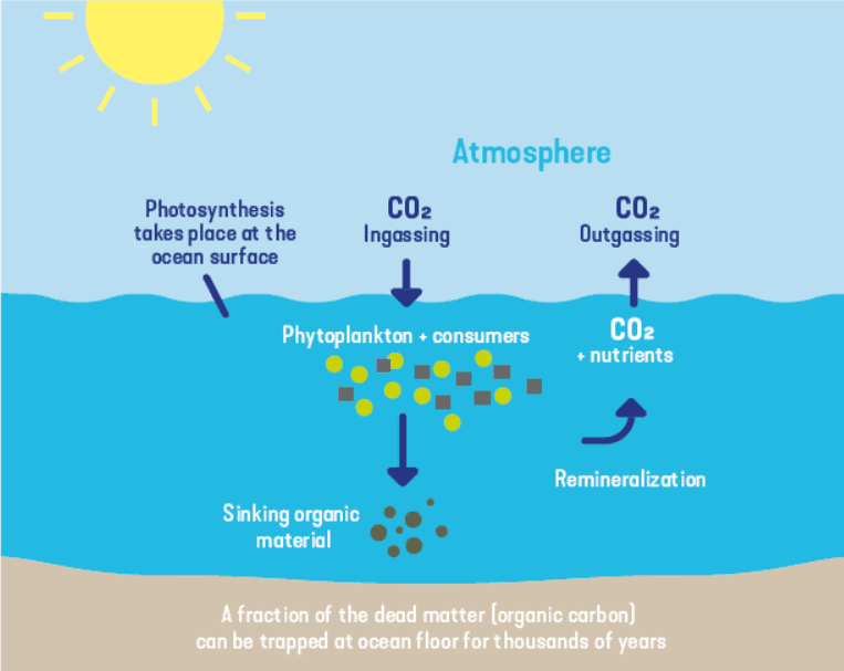 Plankton - Definition and Examples - Biology Online Dictionary