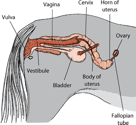 Reproductive system - Definition and Examples - Biology Online Dictionary
