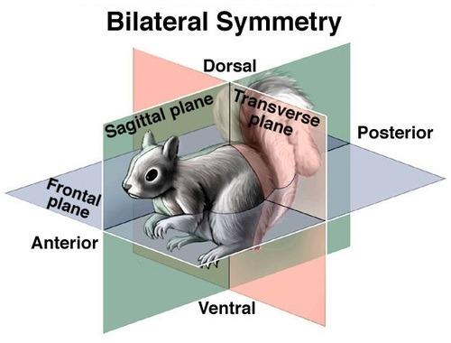 Sagittal plane - Definition and Examples - Biology Online Dictionary