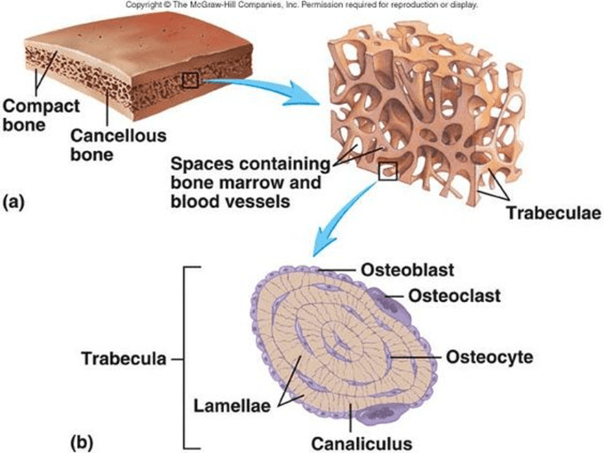 Anatomy Of Spongy Bone Osseous Tissue – Anatomy And Physiology
