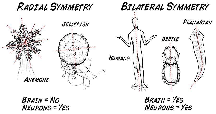 Sagittal plane - Definition and Examples - Biology Online Dictionary