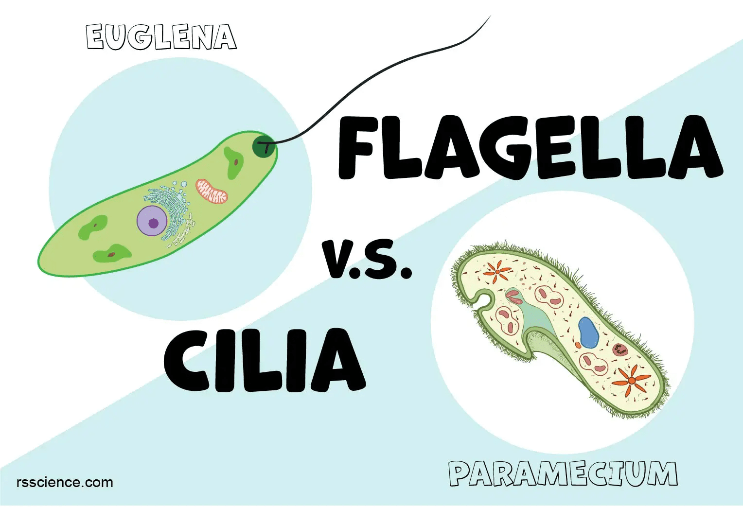 Ciliates Diagram