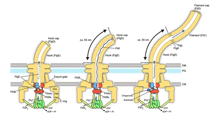 Flagellum - Definition and Examples - Biology Online Dictionary
