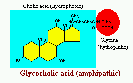Bile - Definition and Examples - Biology Online Dictionary