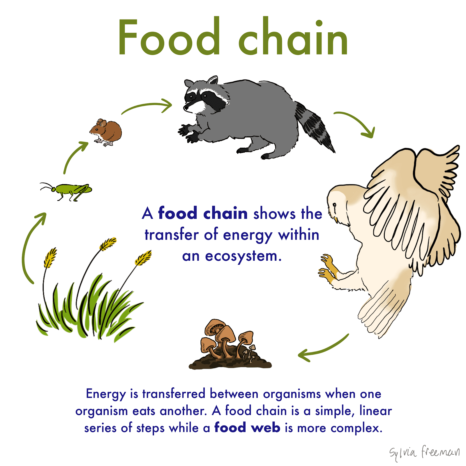Carnivore Food Chain In Pond Food Chains & Food Webs (article)
