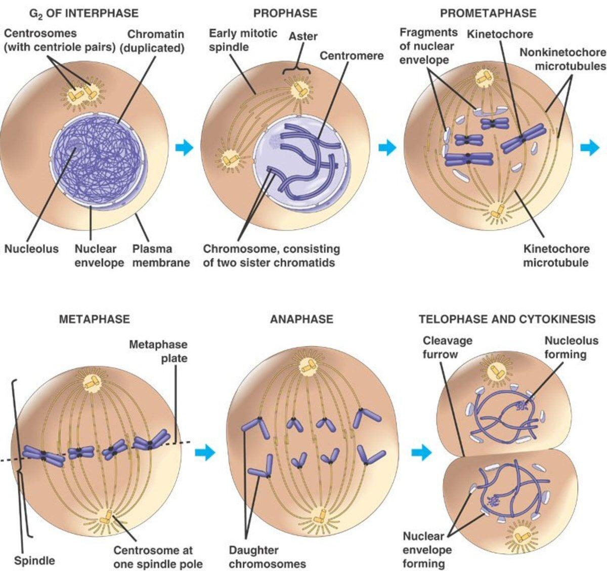 Cell Cycle Telophase