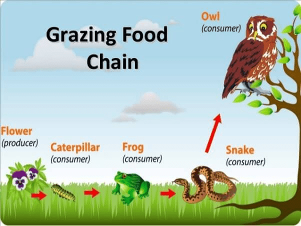 Animal Food Chain Examples