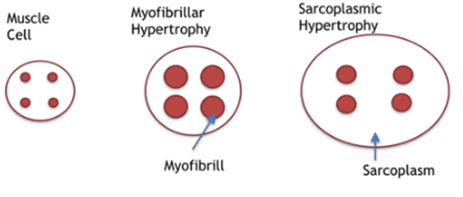 Hypertrophy - Definition and Examples - Biology Online Dictionary