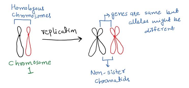 Sister Chromatids And Homologous Chromosomes