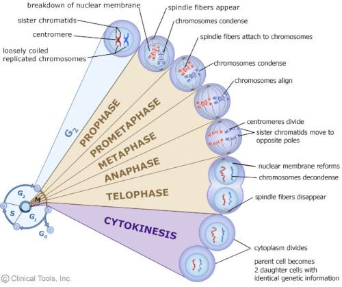 Cell division - Definition and Examples - Biology Online Dictionary