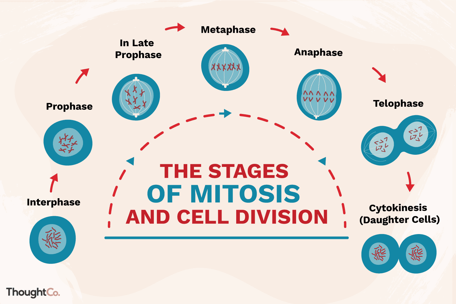 Cell division - Definition and Examples - Biology Online Dictionary