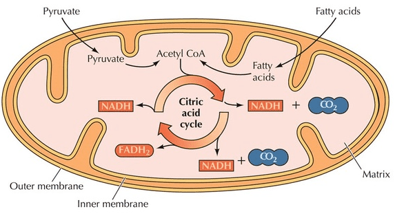 Krebs cycle - Definition and Examples - Biology Online Dictionary