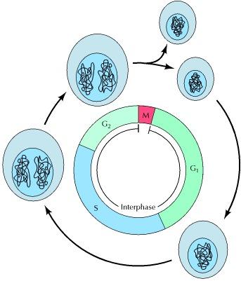 Cell division - Definition and Examples - Biology Online Dictionary