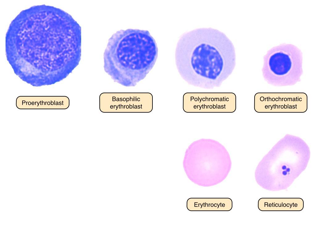 Erythrocyte Definition and Examples - Biology Online Dictionary