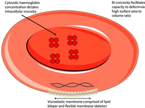 Erythrocyte Definition and Examples - Biology Online Dictionary
