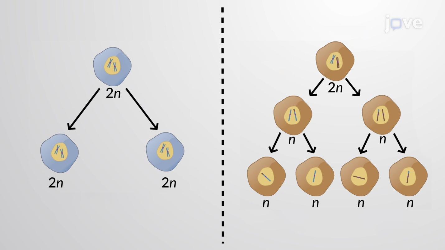 Cell division - Definition and Examples - Biology Online Dictionary