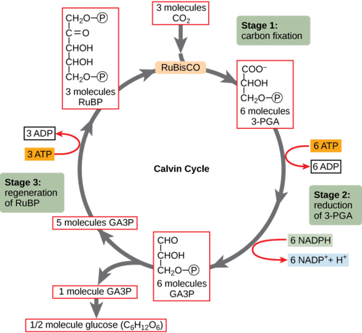 Calvin cycle - Definition and Examples - Biology Online Dictionary