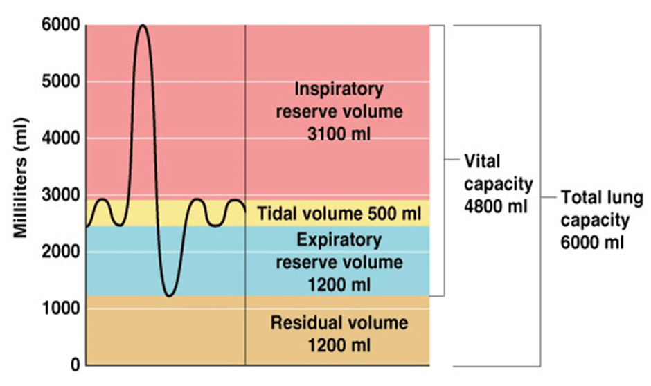 Residual Volume Is A Lesser Than Tidal Volume B Greater Module 10:
