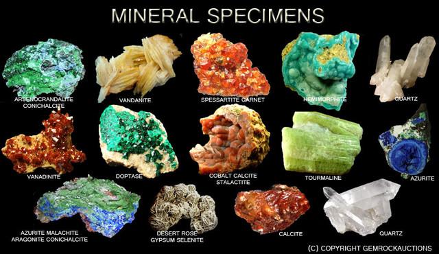 Specimen - Definition and Examples - Biology Online Dictionary