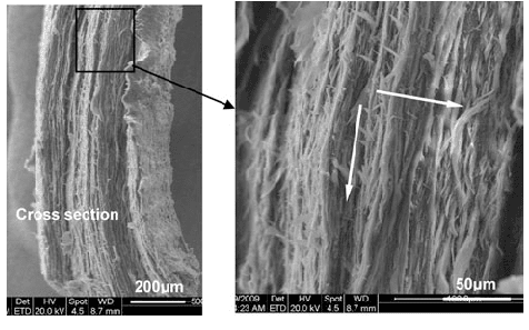 Keratin - Definition and Examples - Biology Online Dictionary