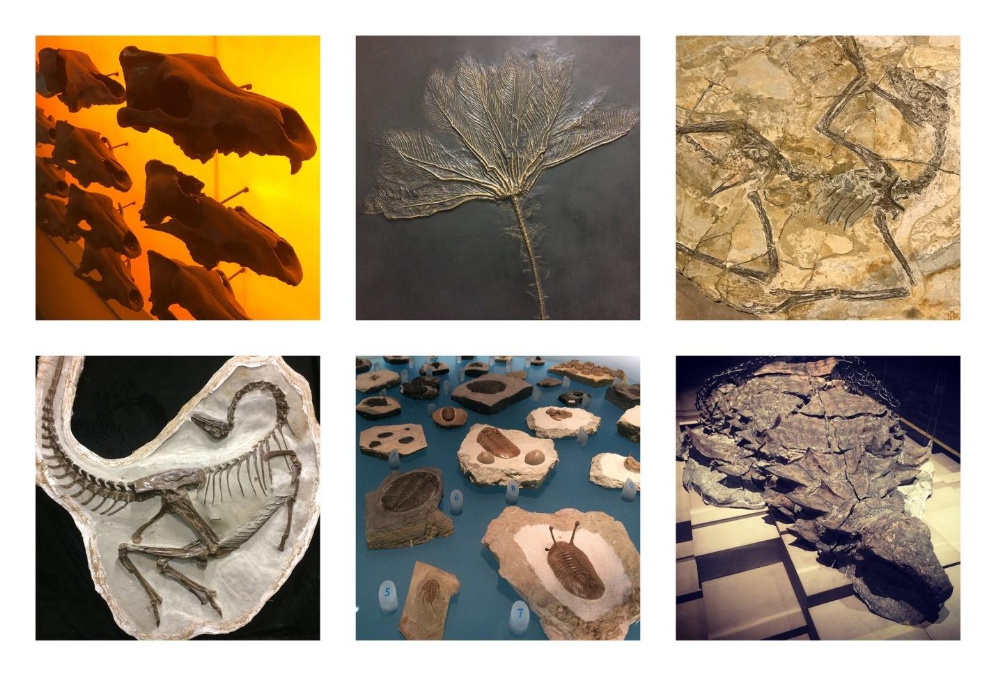 Specimen - Definition and Examples - Biology Online Dictionary