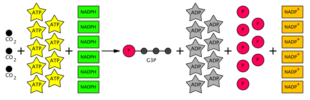 Calvin Cycle Equation
