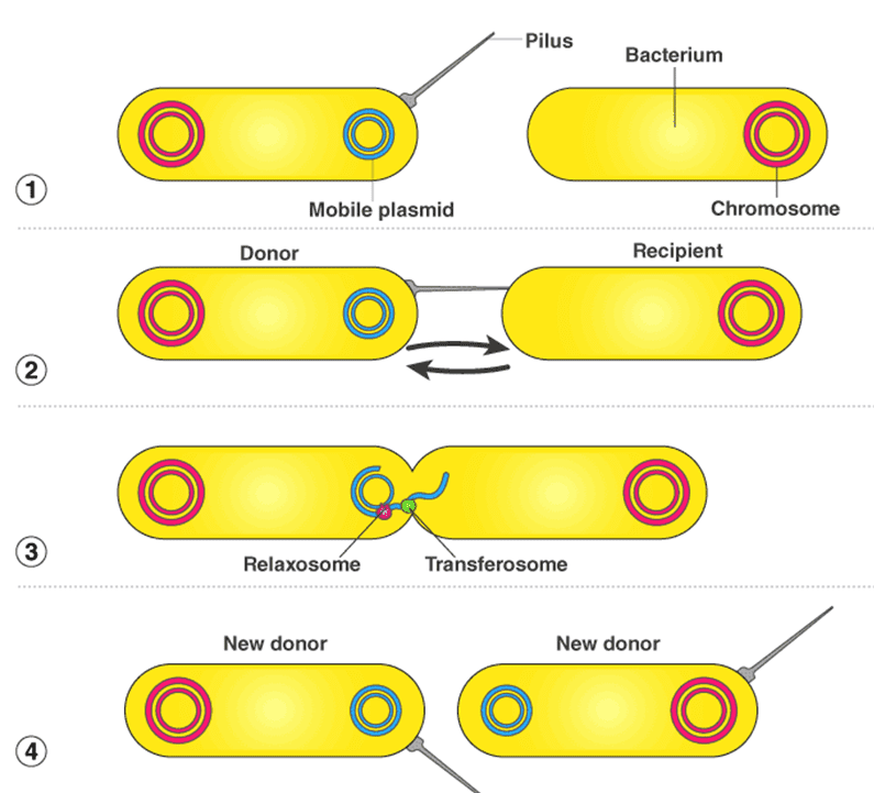Bacterial Conjugation