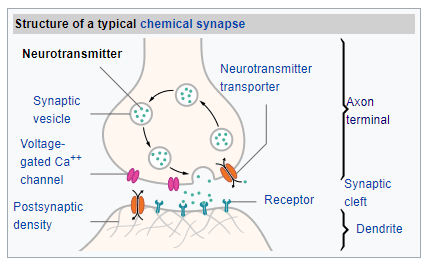 Axial Terminal Synapse Deep Brain Stimulation Mechanisms In