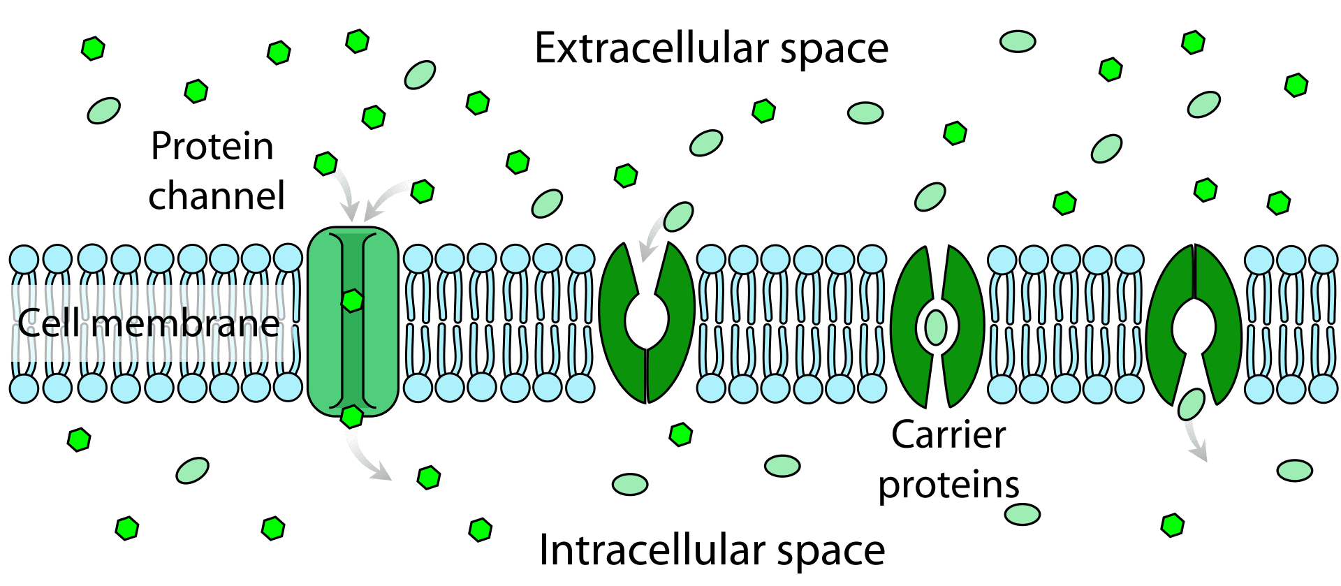 Facilitated Diffusion Example 11.8: Transport Across Cell Membrane