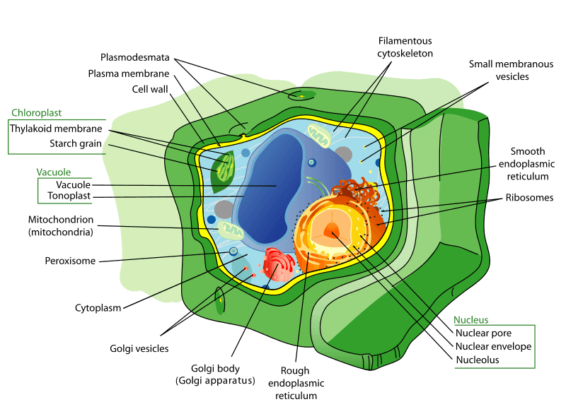 Vacuole - Definition and Examples - Biology Online Dictionary