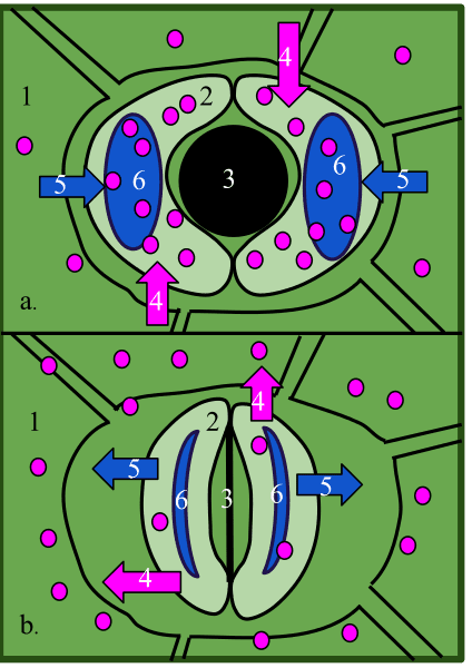 Turgor pressure - Definition and Examples - Biology Online Dictionary